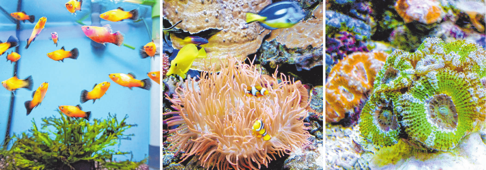 Aqua Lapadus in Aalen: Nano Aquarien, Frostfutter, Fische ...