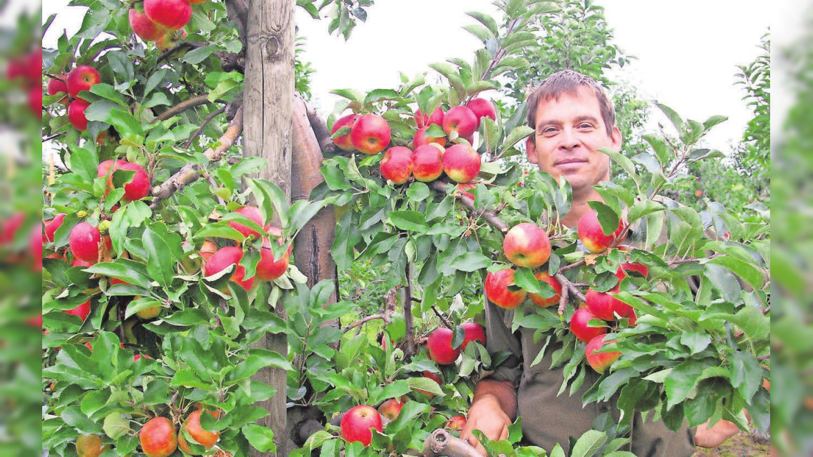 Rubinstar ist gereift und kann gepflückt werden - Hannoversche Zeitung